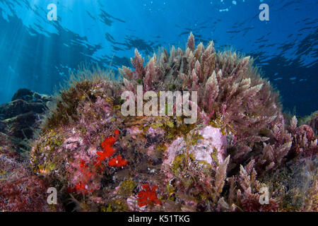 Underwater scenery with red algae limu kohu (Asparagopsis taxiformis ...