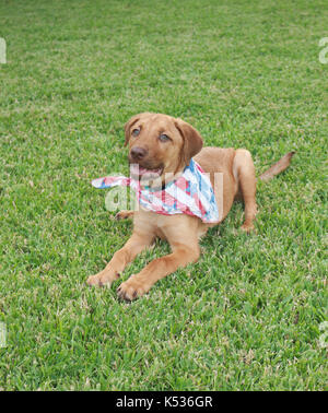 Red mutt puppy lying down outdoor. Mix Breed street dog Stock Photo - Alamy