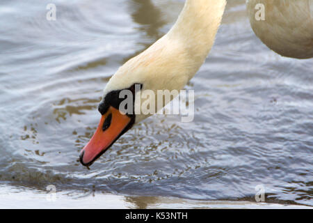 The swan is cleaned, drinking water, eating and watching in the lens of ...