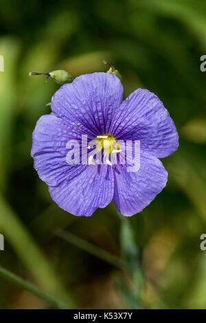 Blue Flax Linum lewisii Lower Cataract Lake, south of Kremmling ...