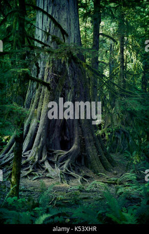 Cedar tree roots, Cathedral Grove, MacMillan Provincial Park, Vancouver ...