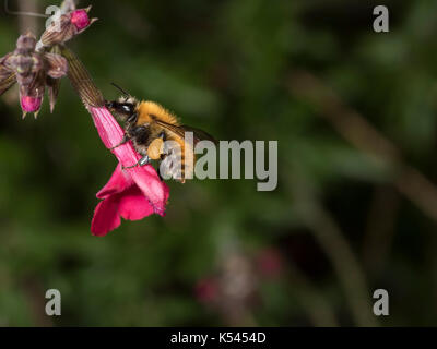 A bumblebee nectar robbing a red flower in a South of France garden ...