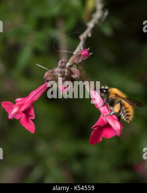 A bumblebee nectar robbing a red flower in a South of France garden ...