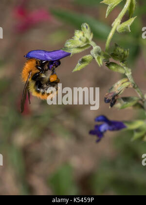A bumblebee nectar robbing a flower in a South of France garden, insect ...