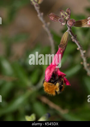 A bumblebee nectar robbing a flower in a South of France garden, insect ...
