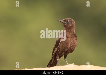 Northern Anteater chat, Myrmecocichla aethiops, Lake Nakuru National ...