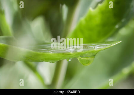 Surface Tension, Magnification, and Refraction. Water drops on leaves ...