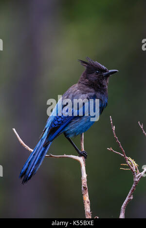 Bright blue bird, Steller's Jay, with a crested head sits among dry ...