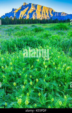 Mount Rundle and wild flowers, Banff National Park, Alberta, Canada ...