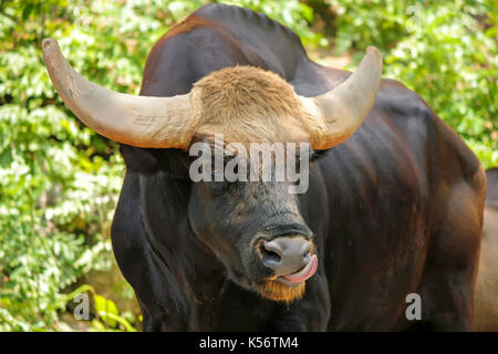 Gaur or Bos gaurus in zoo Stock Photo - Alamy
