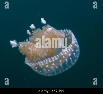 Jellyfish lake in Togian island, Indonesia Stock Photo - Alamy