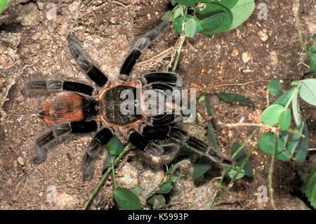 Tarantula, Mygalomorphae, Brachypelma vagans, Belize, by burrow ...