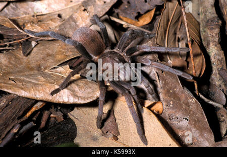 Scary tarantula spider on floor in room, closeup Stock Photo - Alamy