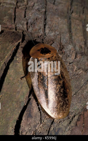 Cockroach, Blaberus atropos, Belize on wood, Central America Stock ...