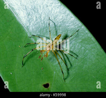 Spider Family Dysderidae Belize Stock Photo - Alamy