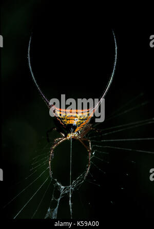 Curved Spiny Spider, Gasteracantha arcuata, Sukau River area, Sabah, on ...