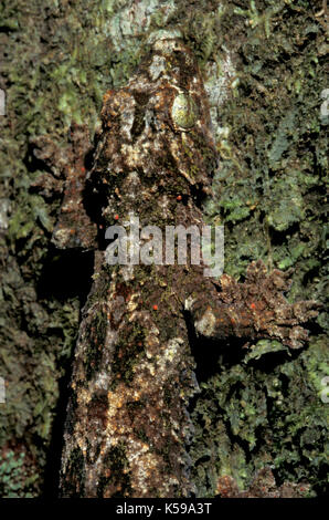 Kuhl's flying gecko (Ptychozoon kuhli) captive, occurs in South East ...