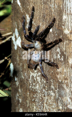 Tarantula Family Theraphosidae Sabah Borneo Stock Photo - Alamy
