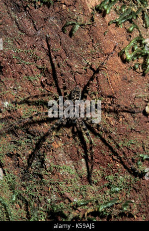 Huntsman Spider Family Heteropodidae Sabah Borneo Stock Photo - Alamy