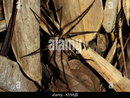Huntsman Spider Family Heteropodidae Sabah Borneo Stock Photo - Alamy