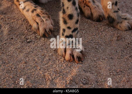 Cheetah. Close up of feet Acinonyx jubatus Studio portrait of adult ...