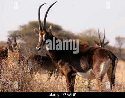 Herd of Sable Antelope in Limpopo Province, South Africa Stock Photo ...