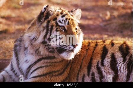 White Tiger South Africa African Kenya Tanzania Stock Photo - Alamy