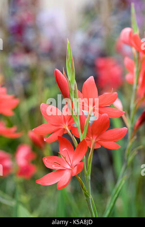 Hesperantha coccinea 'Major' a summer autumn fall flowering plant with ...
