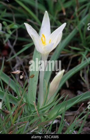 Sand lily (Leucocrinum montanum), Diamond Craters Outstanding Natural ...
