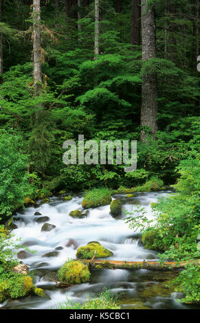 Roaring River, Aufderheide National Scenic Byway, Willamette National ...