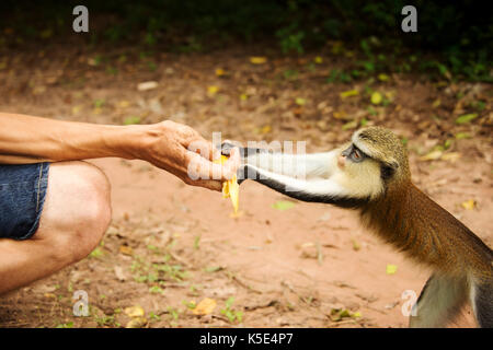 Feeding mona monkey Stock Photo - Alamy