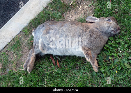 Rabbit hit and killed by a car Stock Photo - Alamy