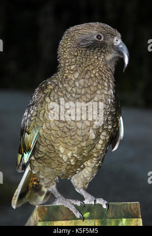 Kea, an endangered parrot species native to New Zealand's Southern Alps ...