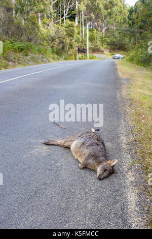 A dead kangaroo (wallaby) on the road killed by a car Stock Photo - Alamy