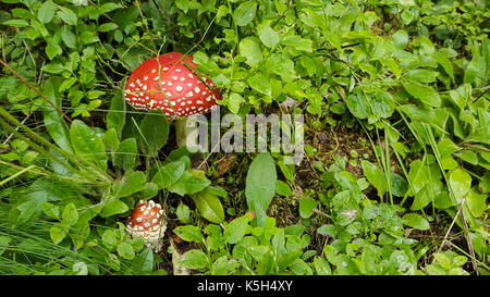 Red capped mushroom (Amanita Muscaria Stock Photo: 35616686 - Alamy