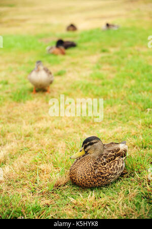 Ducks on the green meadow Stock Photo - Alamy
