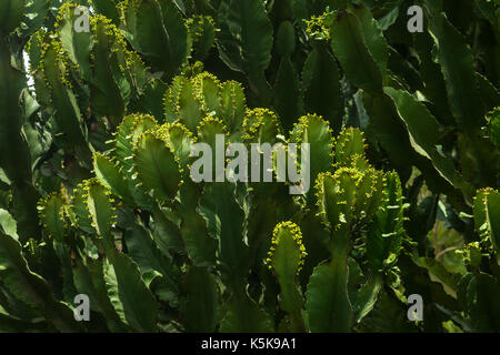 A Candelabra tree ( Euphorbia candelabrum ) with branches on a sunny ...