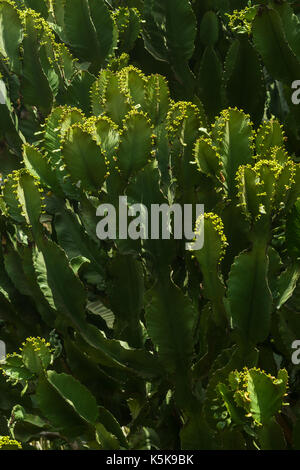 Candelabra tree (Euphorbia candelabrum) branches, Nairobi, Kenya Stock ...
