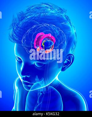 Child's limbic system. Illustration of a child's brain seen from the ...