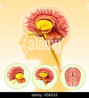 Child's limbic system. Illustration of a child's brain seen from the ...