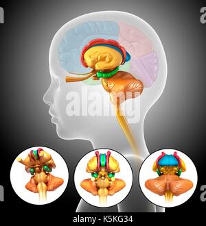 Illustration of child's brain structures Stock Photo - Alamy