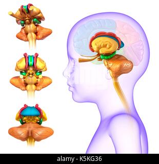Illustration of child's brain structures Stock Photo - Alamy