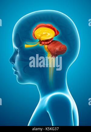 Illustration of a child's brain structures Stock Photo - Alamy