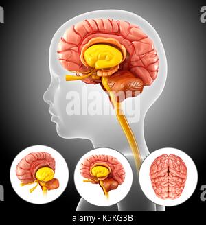 Illustration of child's brain structures Stock Photo - Alamy