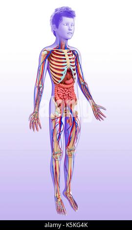 Illustration of a child's stomach and intestines Stock Photo - Alamy