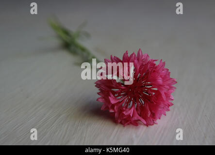 horizontal pink pick up button on white background Stock Photo - Alamy