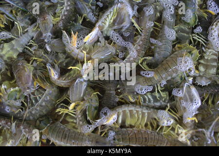 Mantis shrimp or stomatopods in a fish tank in Hong Kong seafood market ...