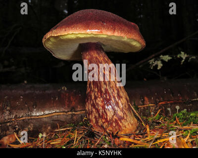 Wild mushrooms of the PNW Stock Photo - Alamy