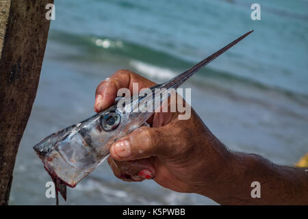 A fisherman holds the removed head of a needle-nose fish he has just ...