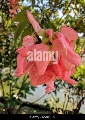 flowers in borneo, malaysia Stock Photo - Alamy